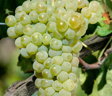 Arinto dos Açores by António Maçanita Pico DO 2019 - Vinho branco ...
