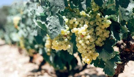 Conchego Airén Bag in Box 3L 2022 Vinho na Caixa - Vinho branco ...