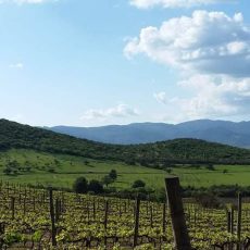Reyna Merlot Central Valley DO 2022 - Vinho tinto chileno | Center ...